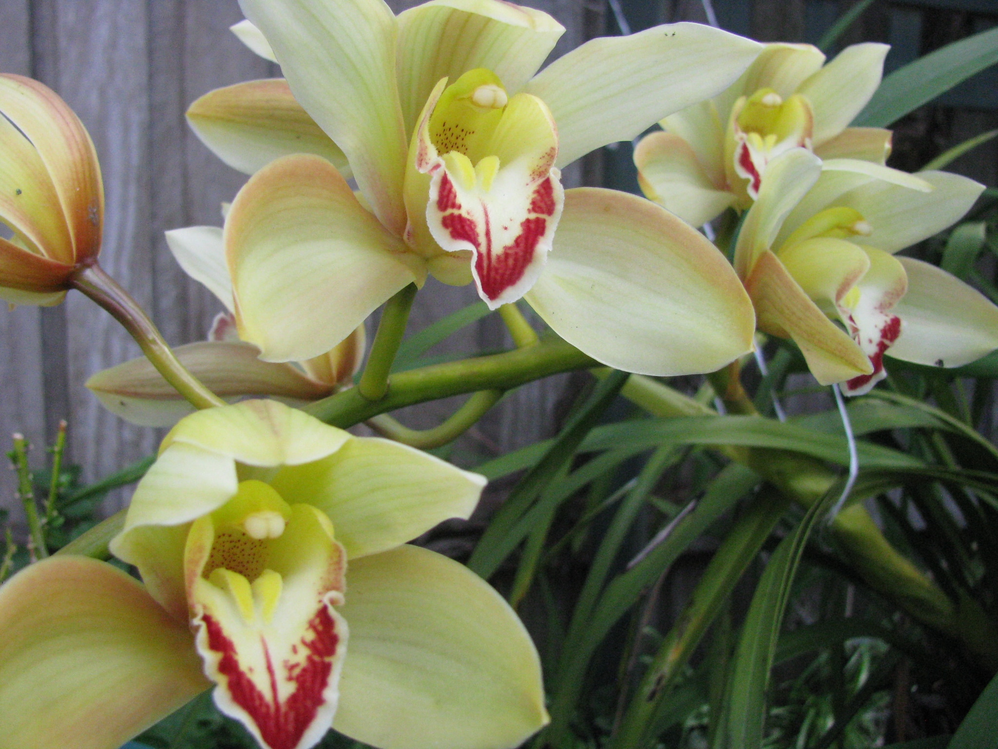 Cymbidium Grandiflorum Orchid Flower Extract | Best Flower Site