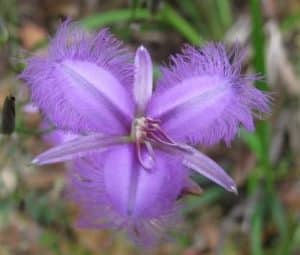 Fringed Violet - Flowers for Healing