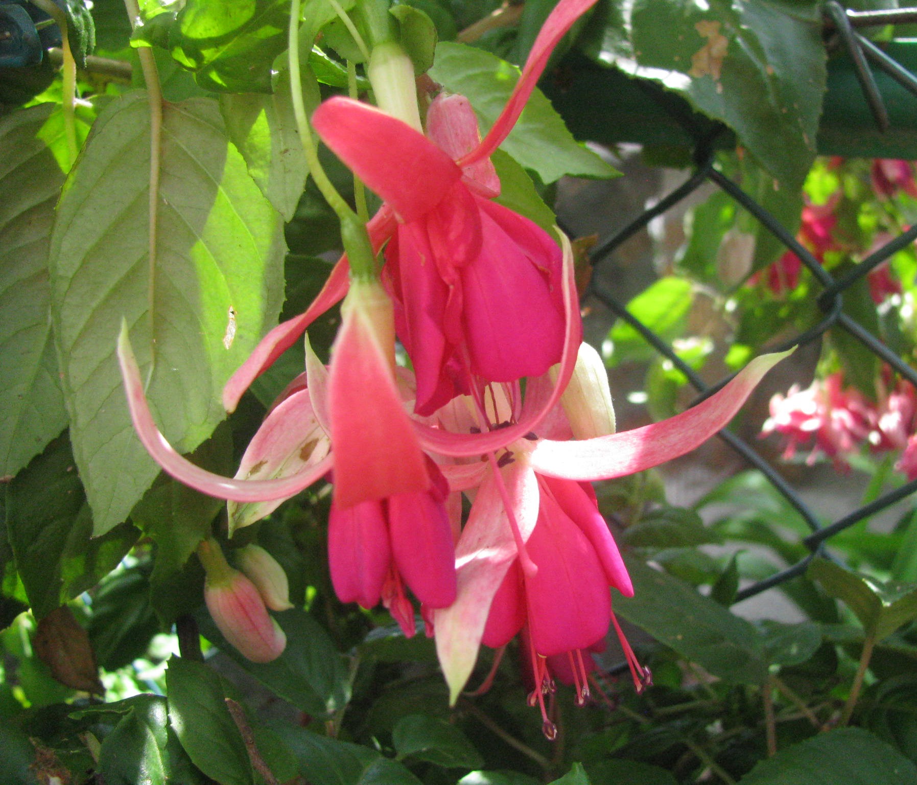 Fuchsia - Flowers For Healing